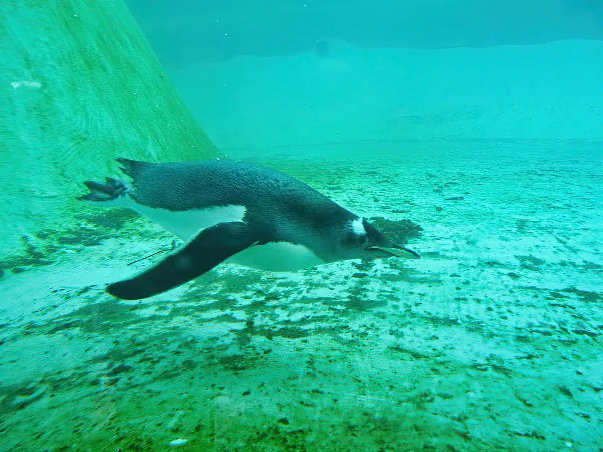 Edinburgh Zoo Visitor Guide | Edinburgh