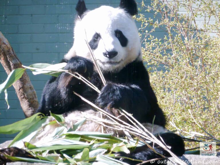 Edinburgh Zoo | Edinburgh