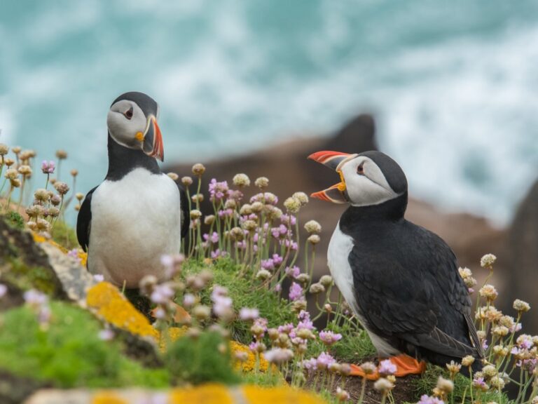 How to See Puffins in Scotland | Scotland Tourist Information
