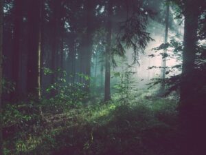 Visiting Scotland's Forests - Complete Guide | Sightseeing Ideas