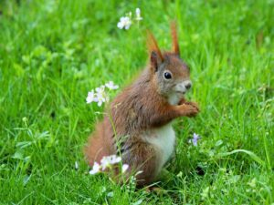 Where Can I See Red Squirrels in Scotland? | Scotland Tourist Information