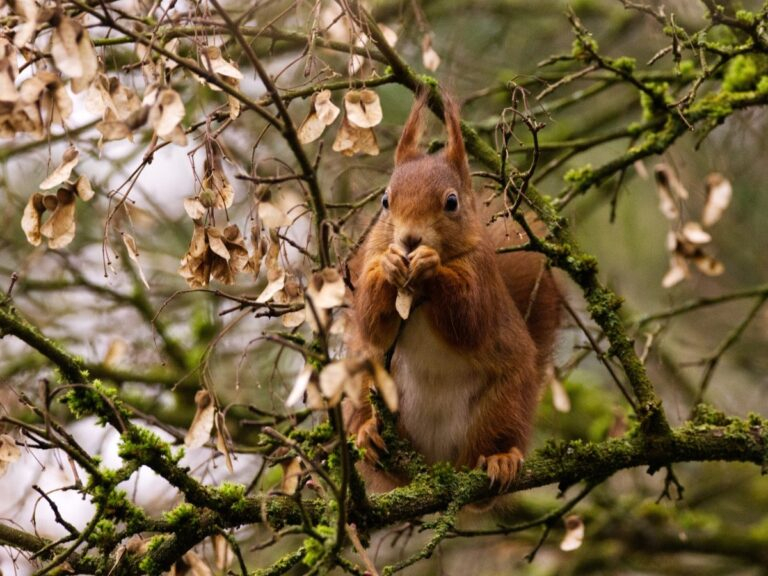 Where Can I See Red Squirrels in Scotland? | Scotland Tourist Information