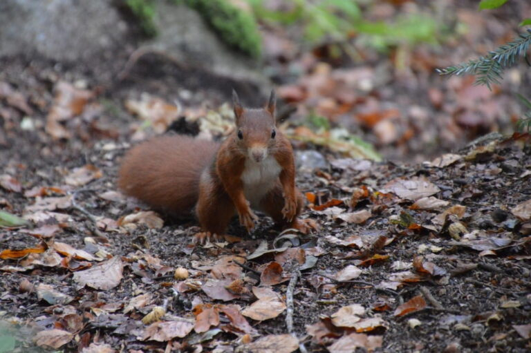 Where Can I See Red Squirrels in Scotland? | Scotland Tourist Information