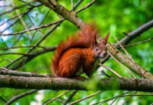 Red Squirrels in Scotland | Scotland Tourist Information