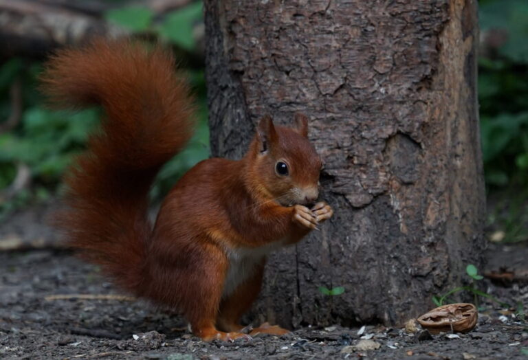 Where Can I See Red Squirrels in Scotland? | Scotland Tourist Information