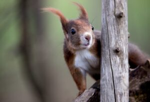 Where Can I See Red Squirrels in Scotland? | Scotland Tourist Information
