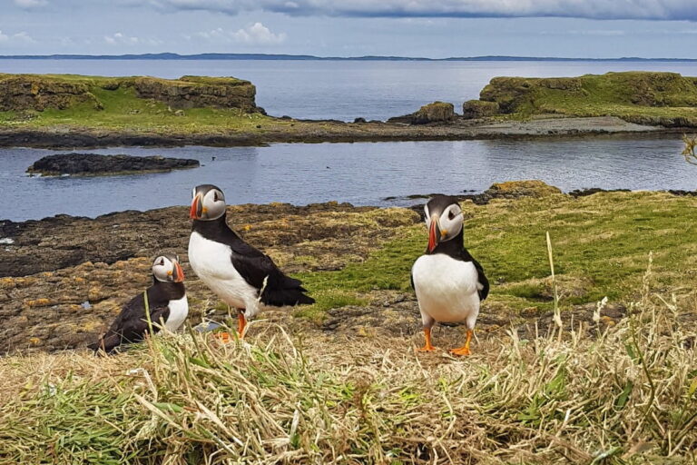 Puffins in Scotland | Scotland Tourist Information