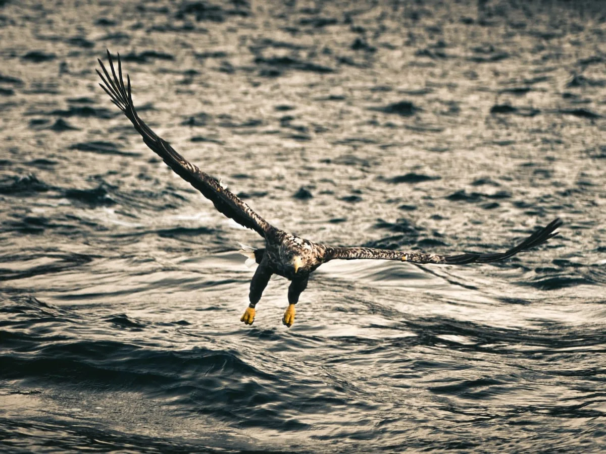 Wild Animals in Scotland: Ultimate Guide | General Information