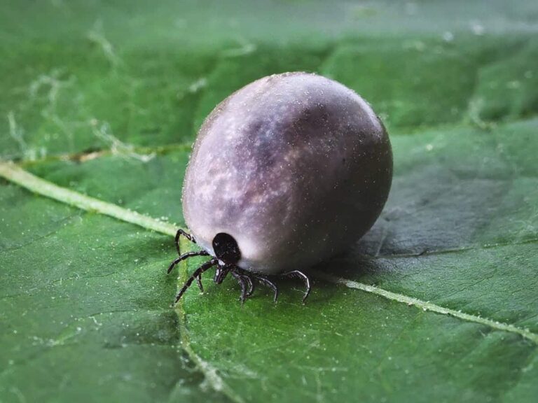 How to Prevent Tick Bites When Touring Scotland | Travel Tips & Advice