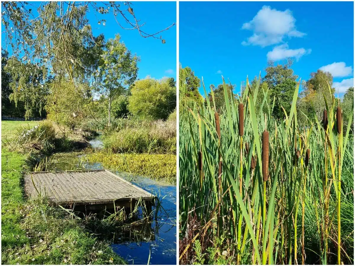Inveresk Lodge Garden Visitor Guide | East Lothian